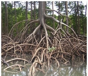 DUNIA SAINS FIZIK (CIKGUSAM): Sistem sokongan tumbuhan darat dan akuatik