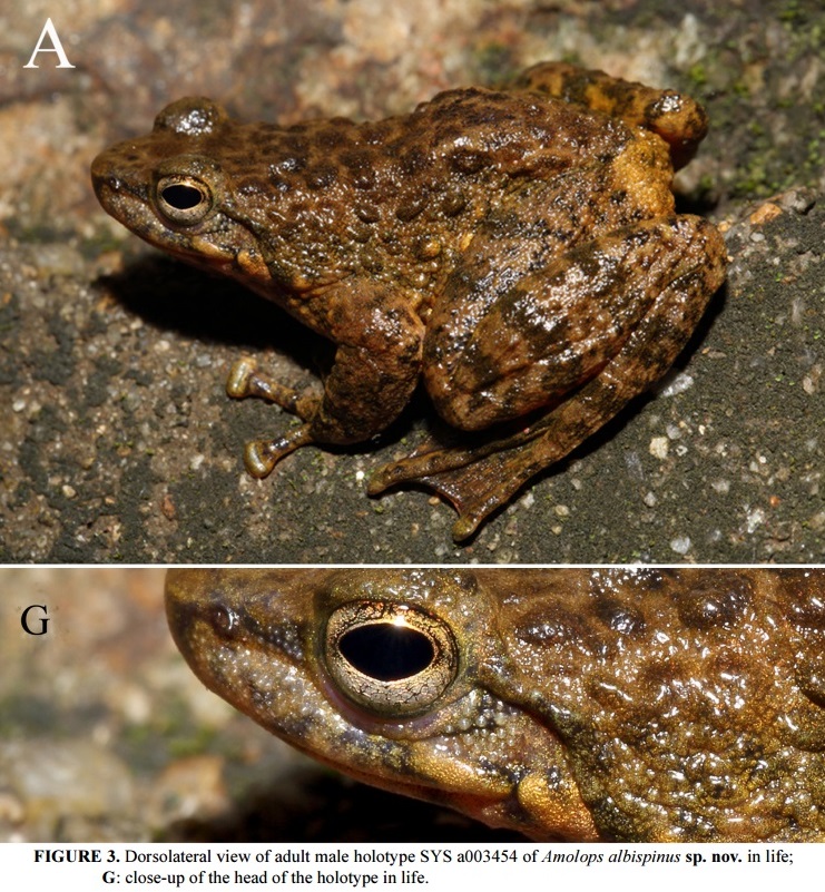Species New to Science: [Herpetology • 2016] Amolops albispinus • A New ...