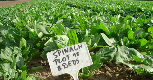 How To Grow Organic Spinach - Kilimo Hai