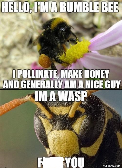 This Is A Wasp Meme