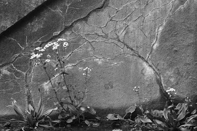 travis markel [photographer]