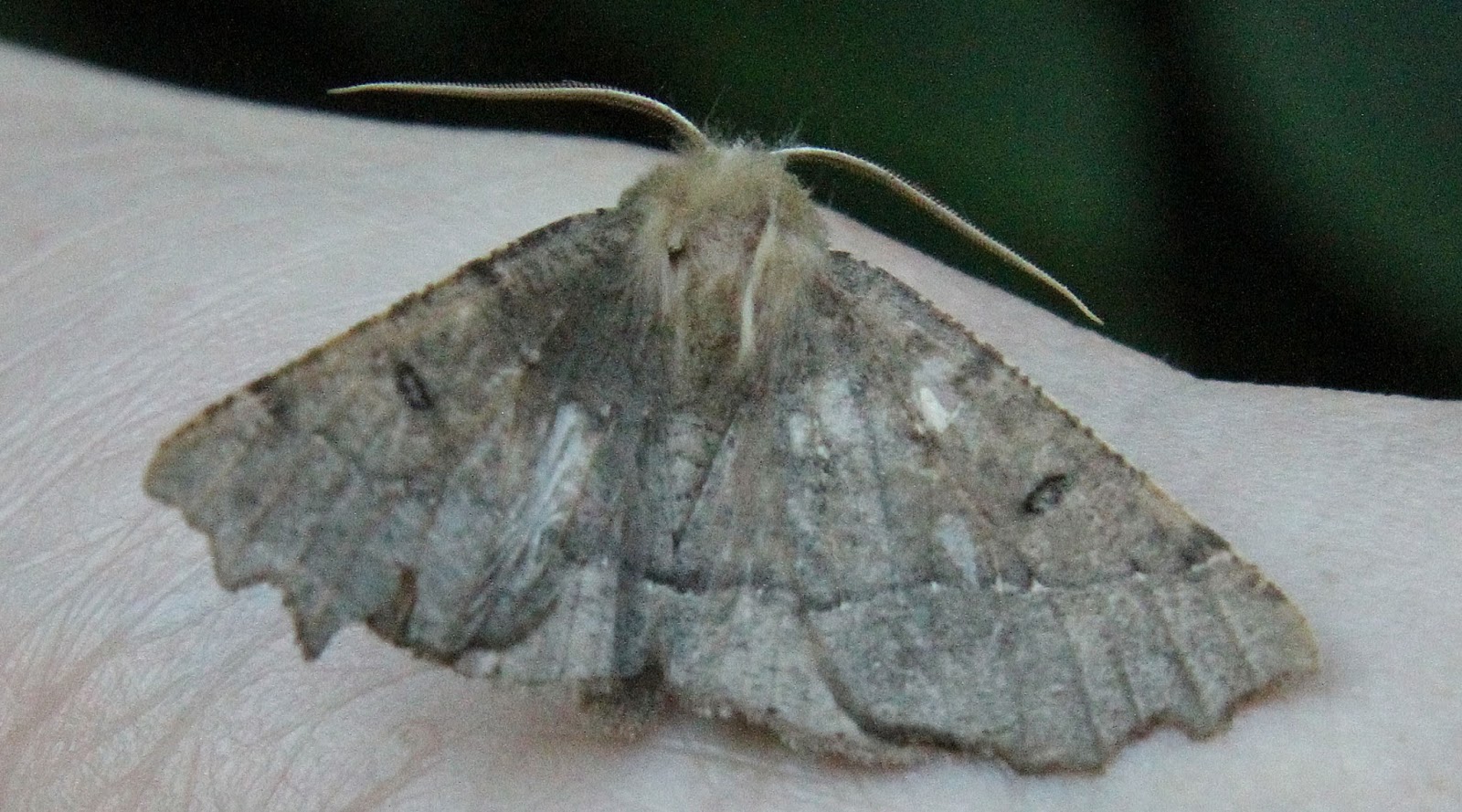 Birding with Flowers: June Moths