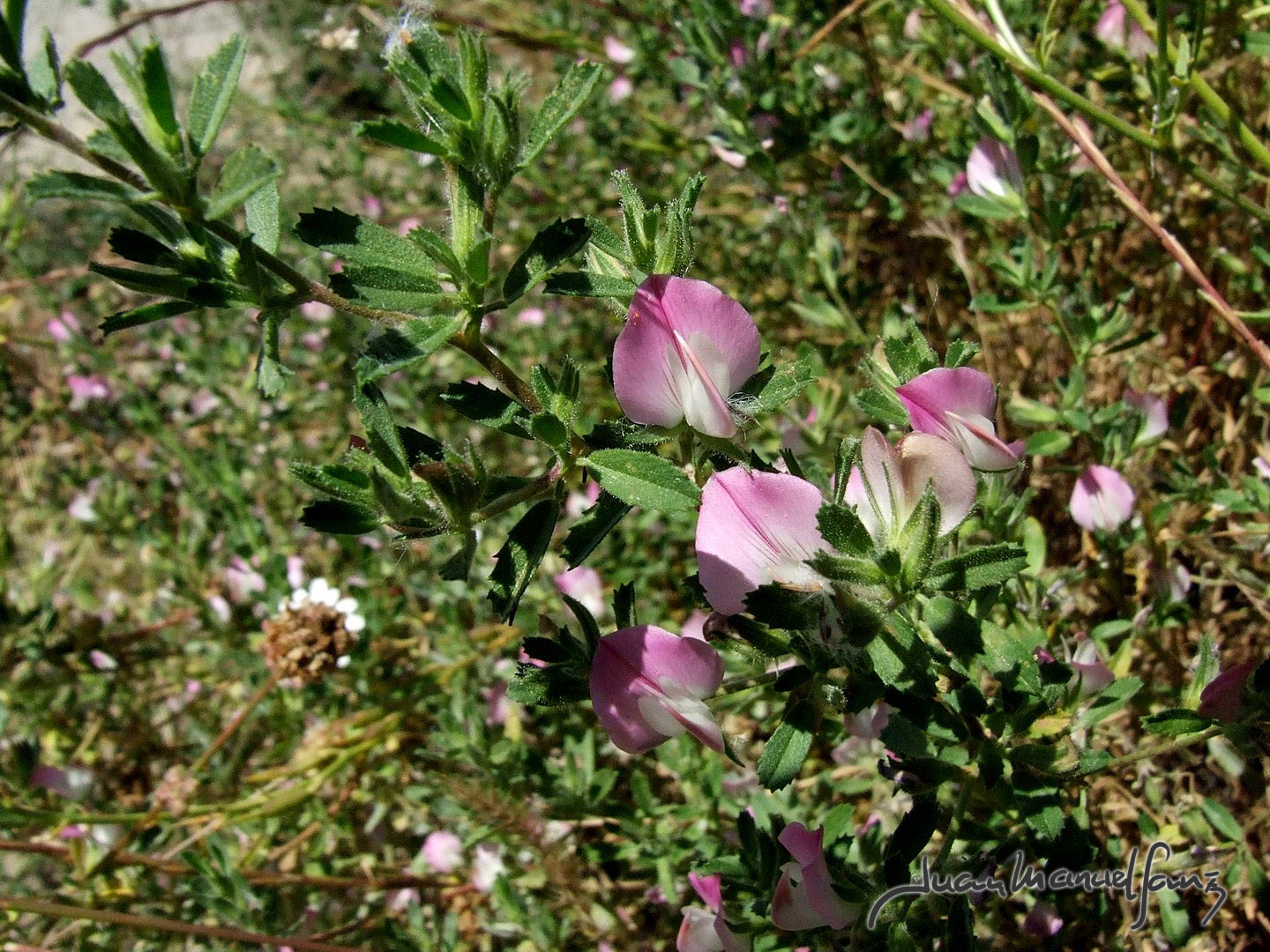 rocayflor: Flora del Somontano de Barbastro. Lauraceae - Leguminosae