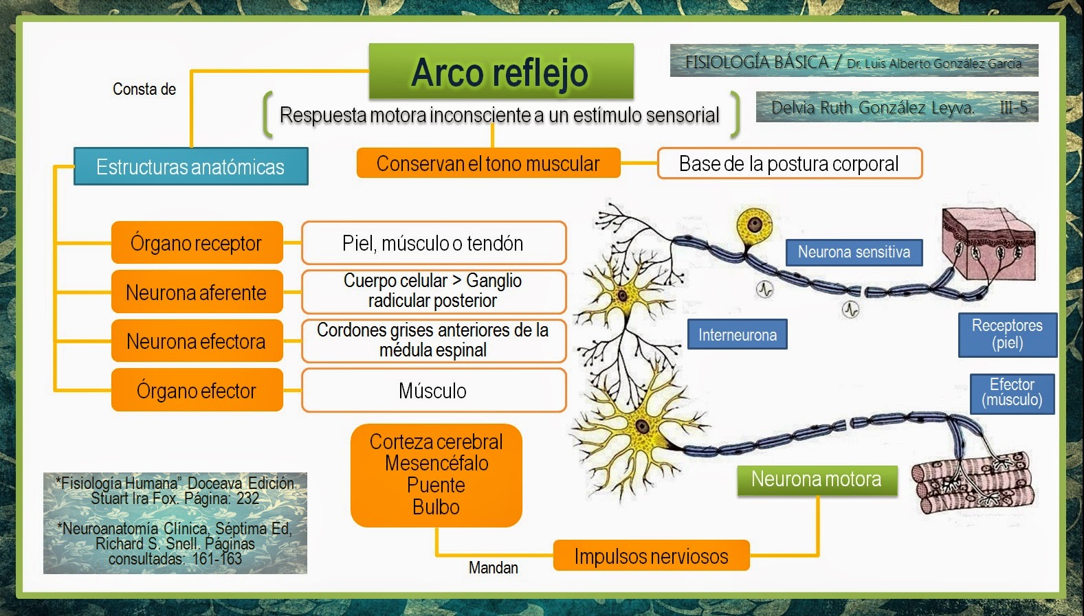 Fisiológicamente hablando.: Tema 9.8. Neuronas motoras y arco reflejo