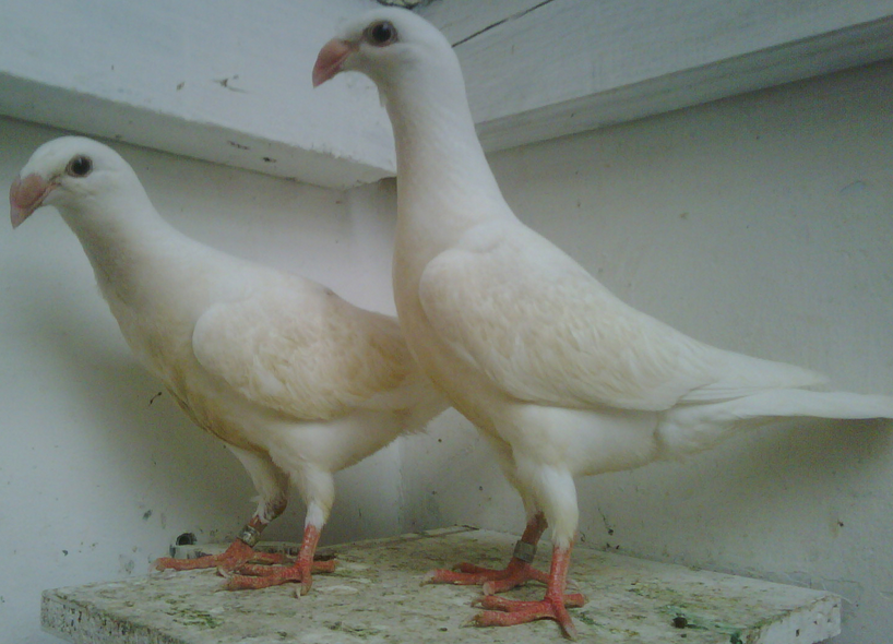 Gambar Burung Merpati Pos (Racing Pigeon) - Burung Pintar | Gambar Foto ...