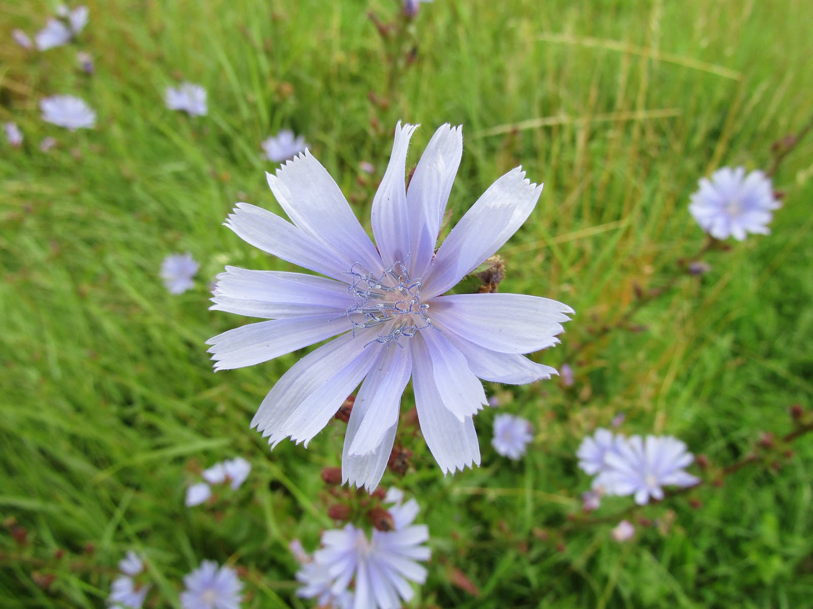 HERBAL PICNIC: CHICORY