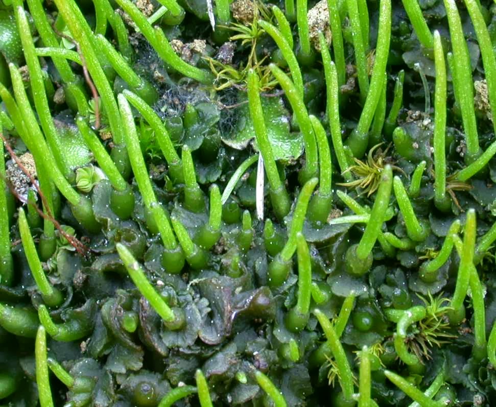 15+ Gambar Lumut Daun Di Mikroskop