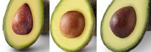 How To Grow An Avocado From Seed
