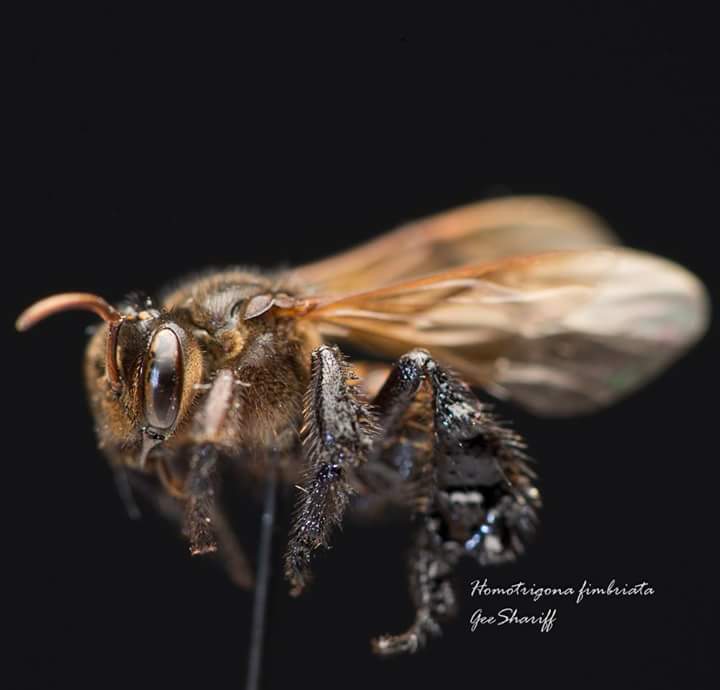 Bilut Valley Bee Farm - Stingless Beefarming: Meliponines by Gee ...