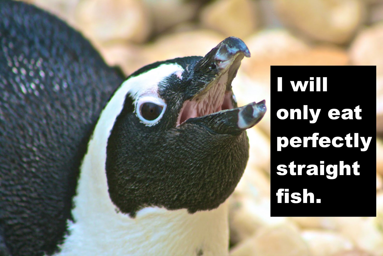 The Middle Flipper: Some Animals Have Picky Eating Habits...and These ...