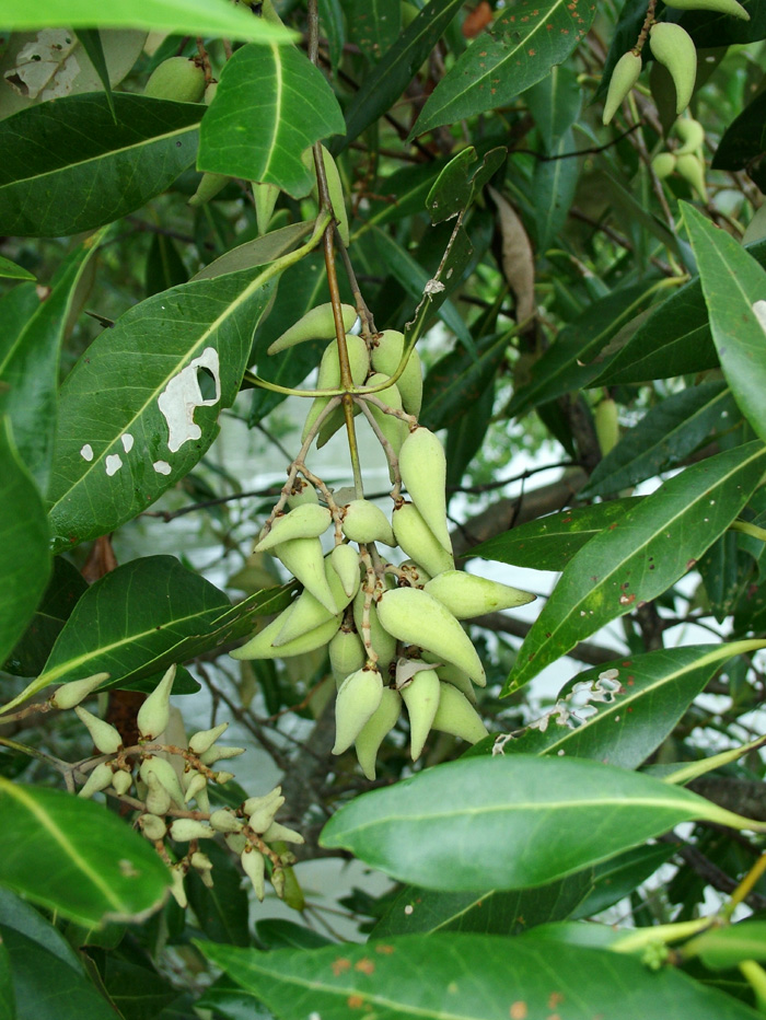 Tapak Ramsar Johor: Flora & Fauna