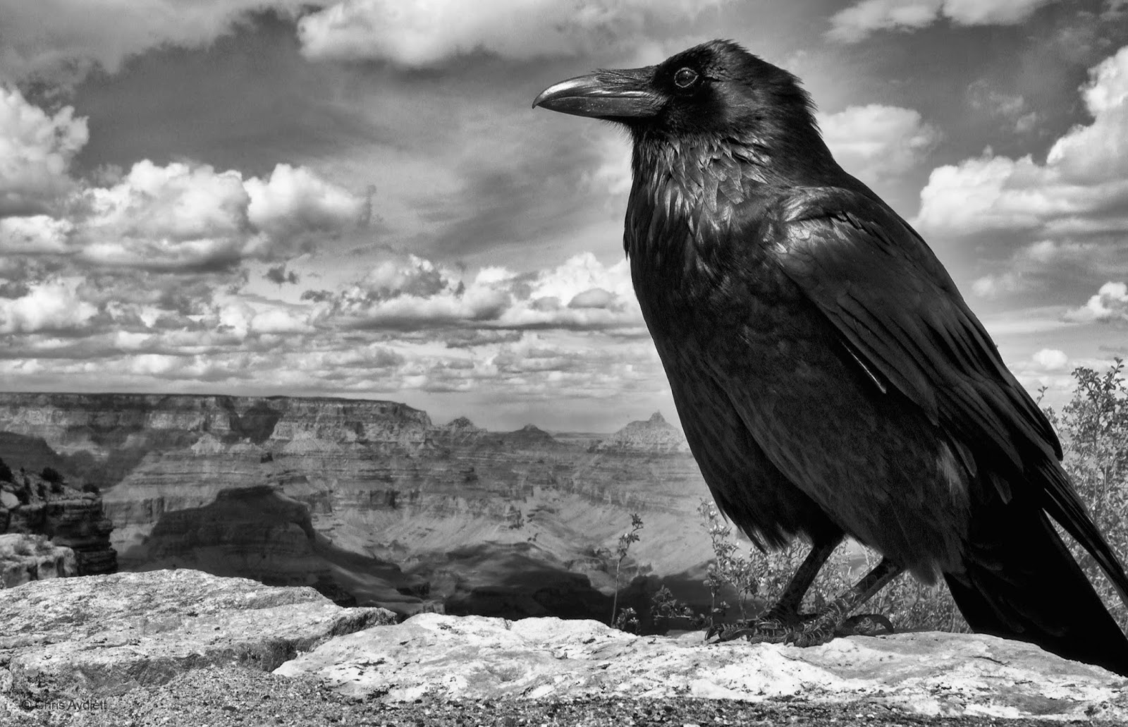 10 Fascinating Facts About Ravens - STATIONGOSSIP