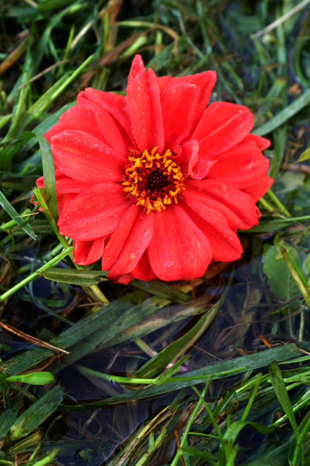 Pilot Rock HS Photography: Water Flower by Britteny