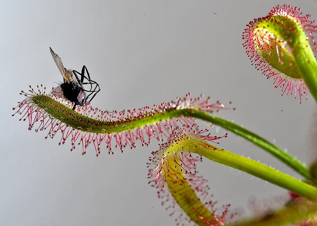 The Deadly Dewdrops of the Drosera ~ Kuriositas
