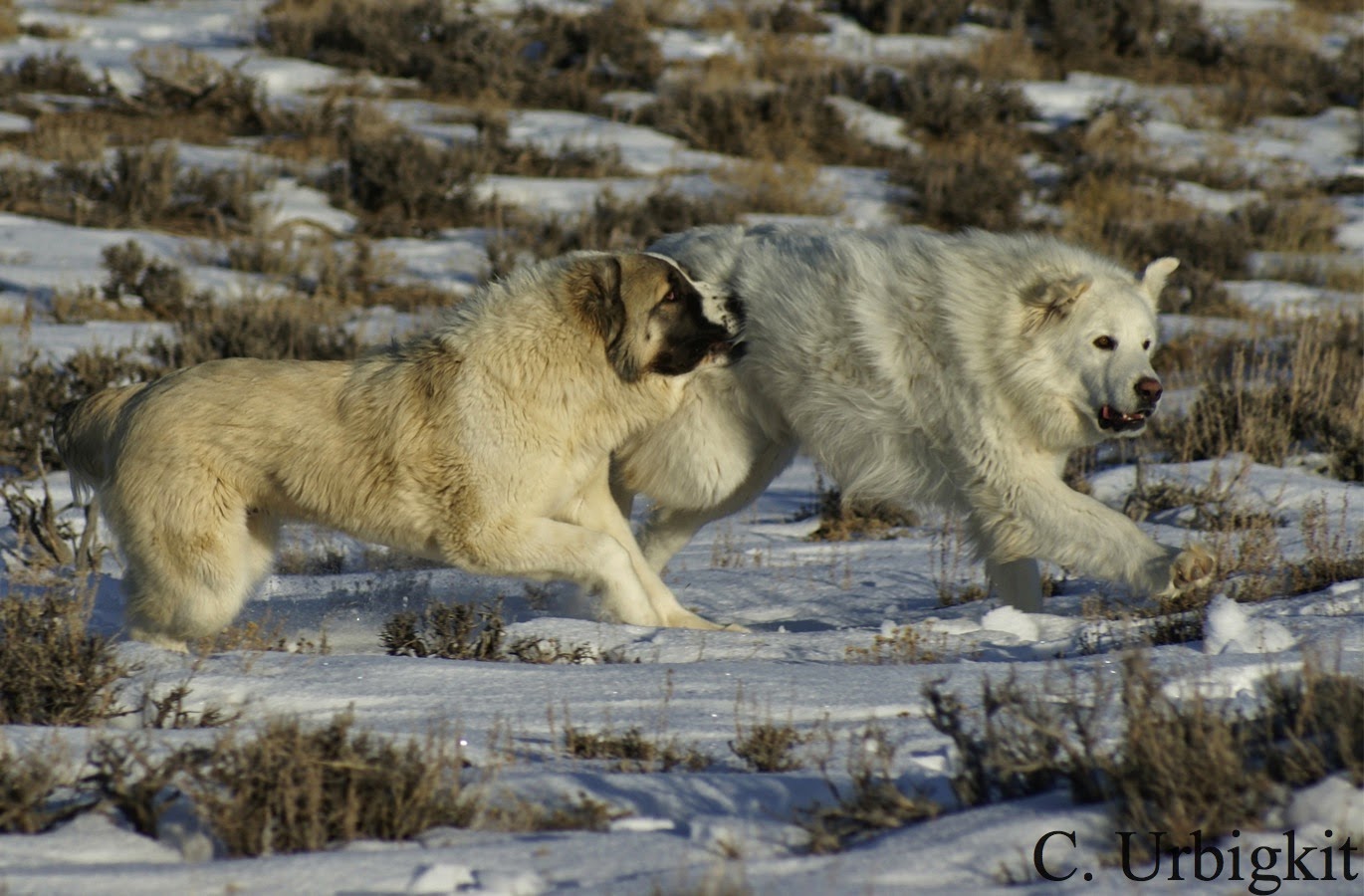 Stephen Bodio's Querencia: Guardian Dogs & Wolves in the Alps