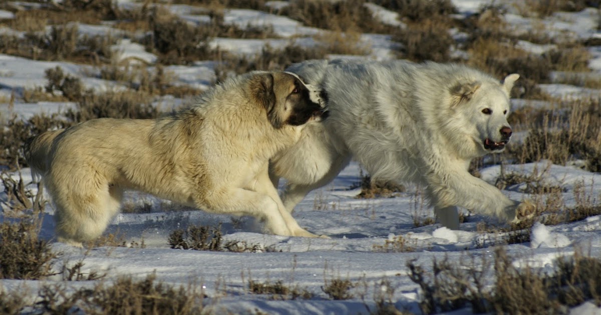 Stephen Bodio's Querencia: Guardian Dogs & Wolves in the Alps