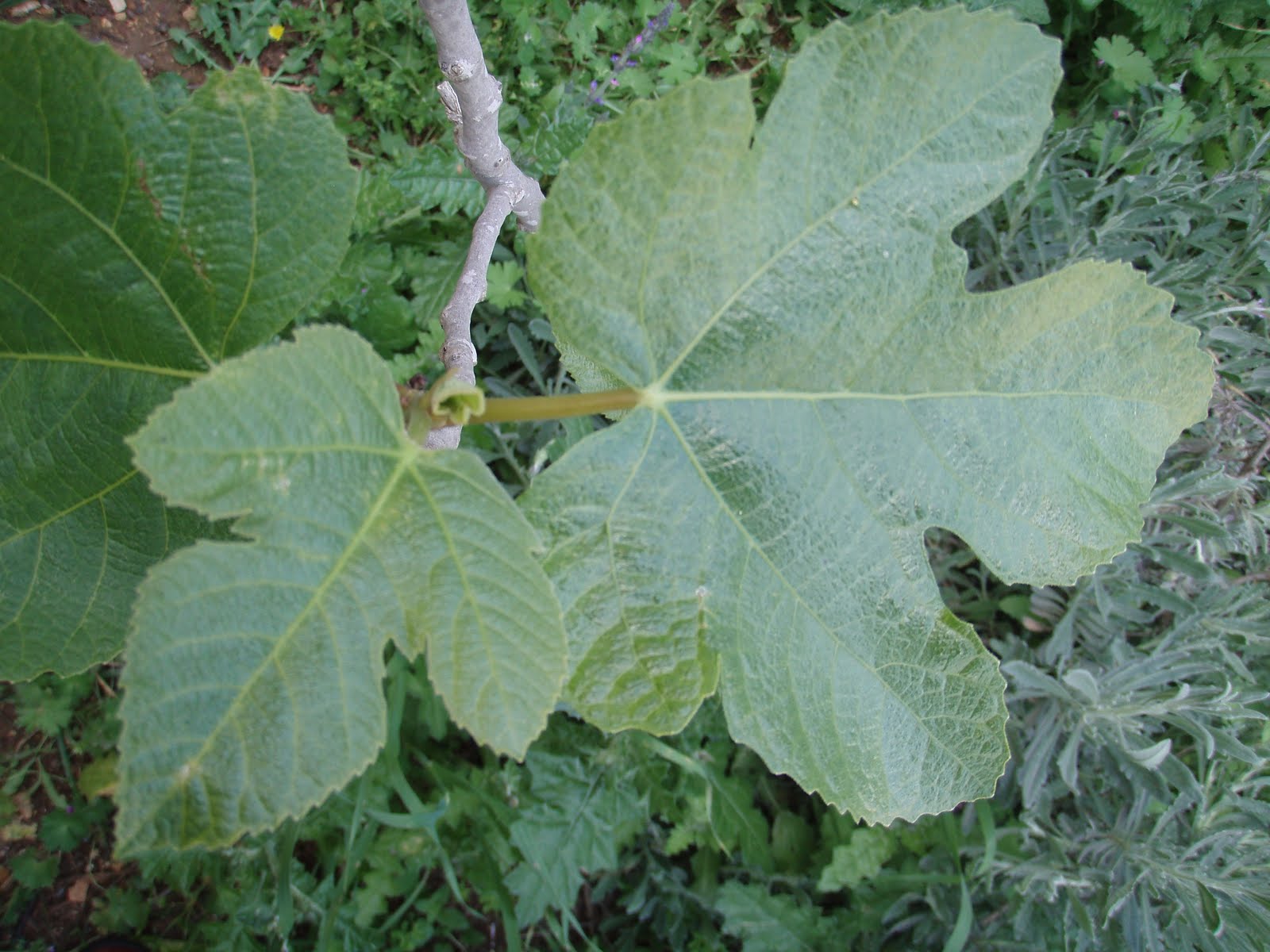 Jerusalem Wildflowers, Herbs & Trees, Israel