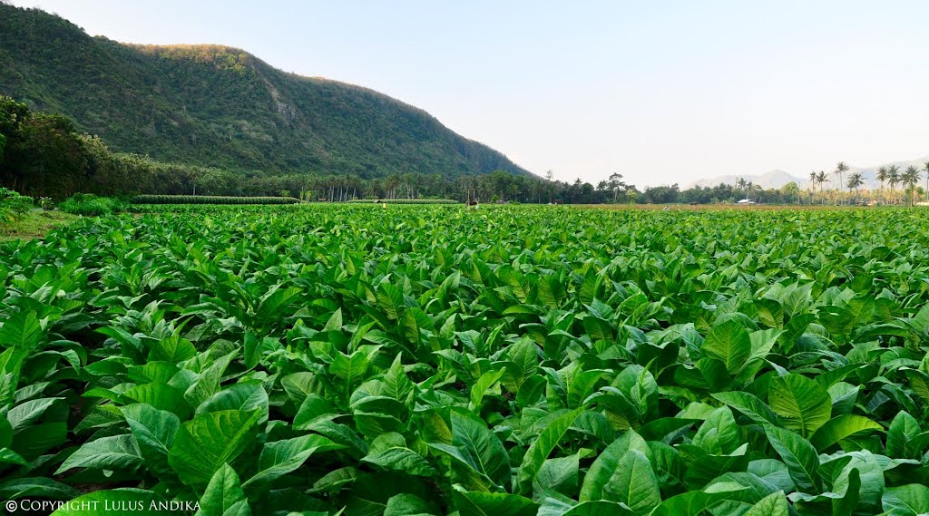 Kopi cap "Rangkiang", kue sangko & saudagar tembakau