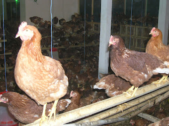 Despre pasari si nu numai: Cuibare pentru gaini ouatoare