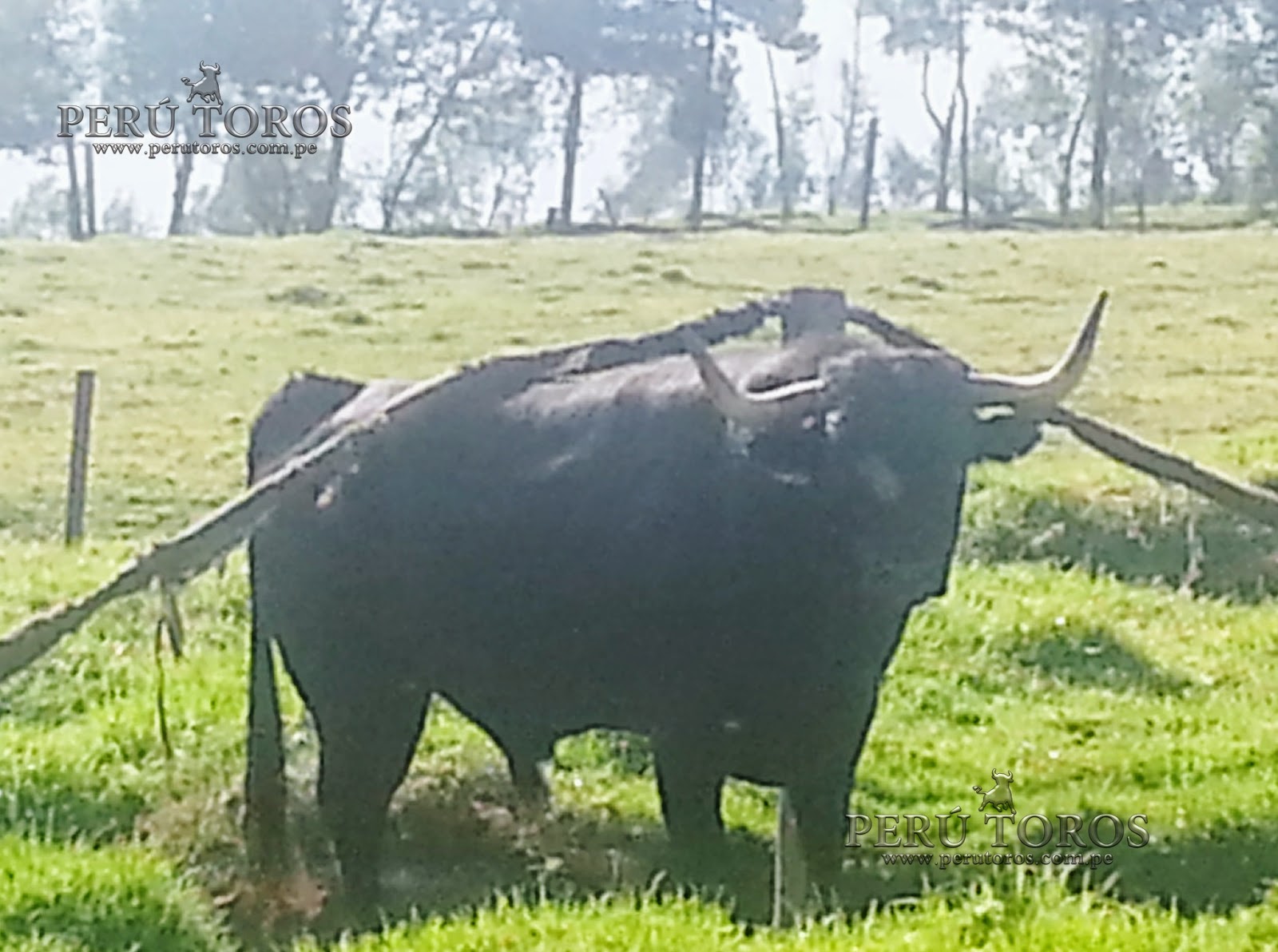 PERÚ TOROS: CHOTA RESEÑA TOROS PARA LA GRANDIOSA FERIA DE SAN JUAN