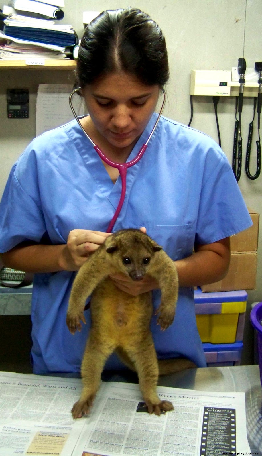 Kinkajou | Wallpapers Gallery