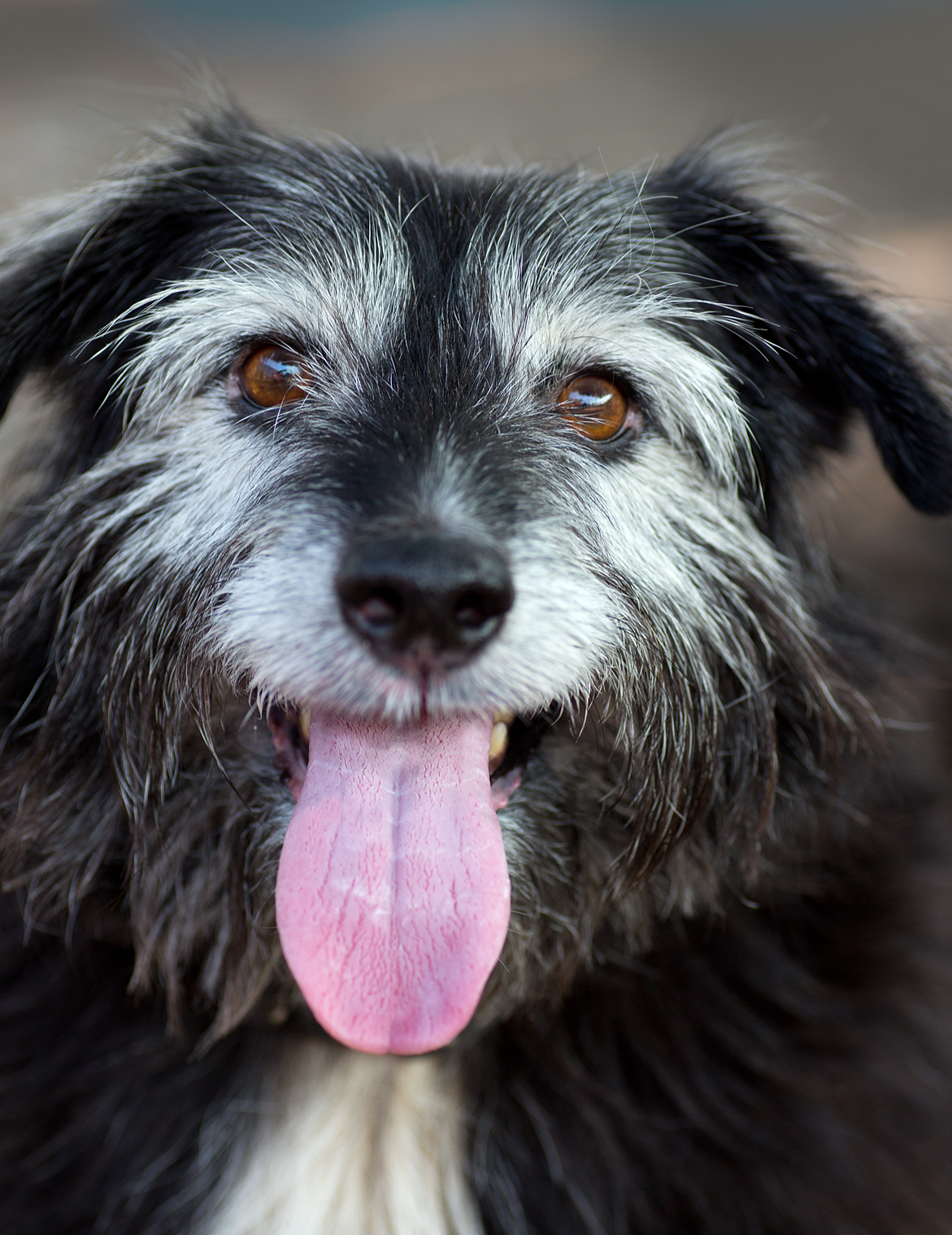 Shelter Dogs of Portland: "BRATWURST" the coolest shaggy lowrider Corgi ...