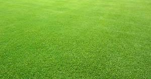 JUAL RUMPUT GOLF MURAH ~ TUKANG RUMPUT