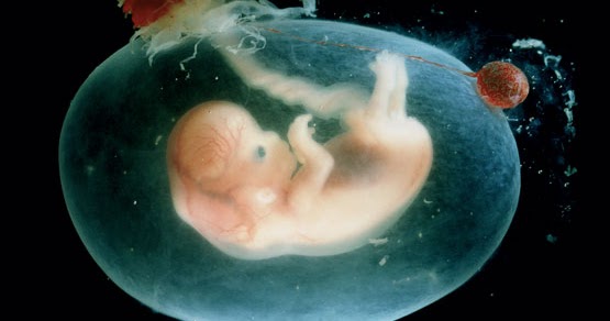 Desarrollo Embrionario