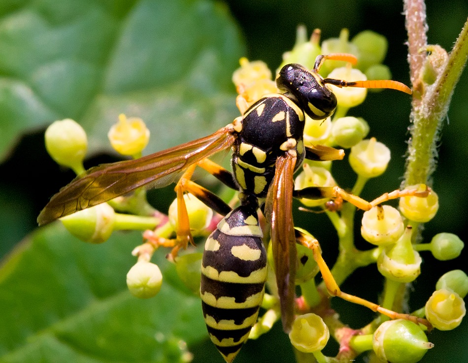 TYPES OF INSECTS : Aerial Yellowjacket
