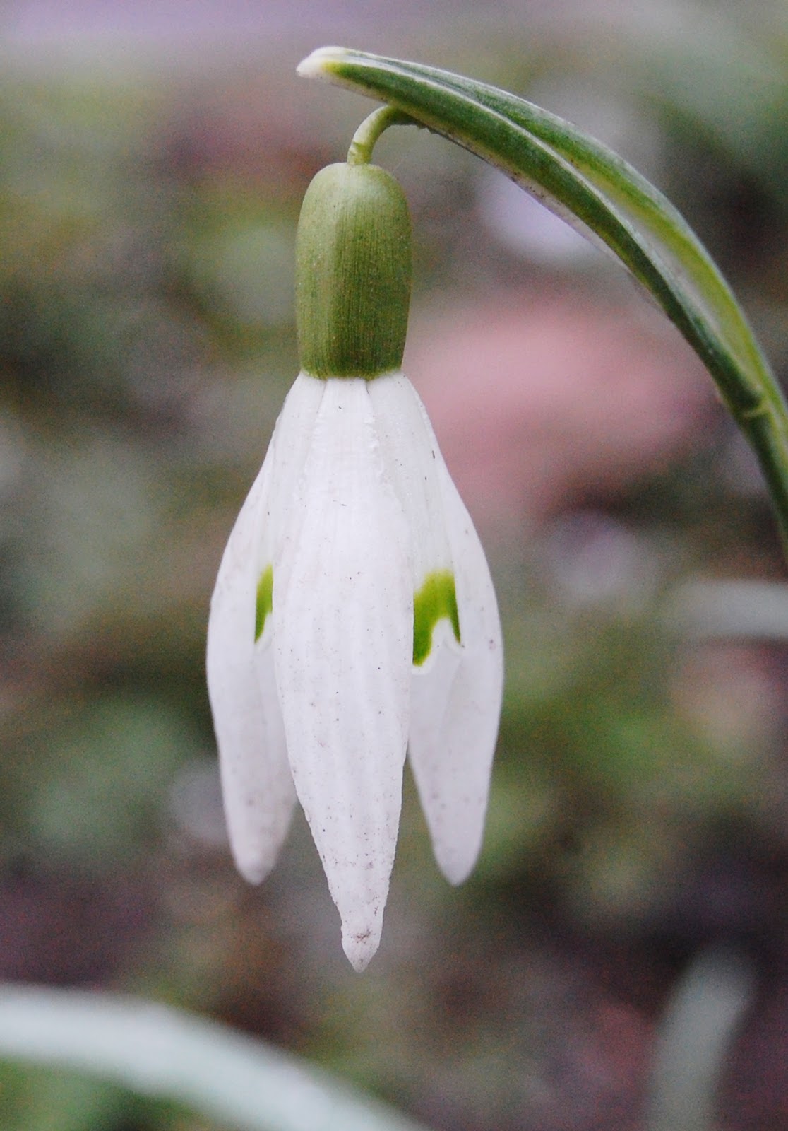 Bee Huynh's Kitchen: Hoa Snowdrop - Khi xuân vừa chớm sang