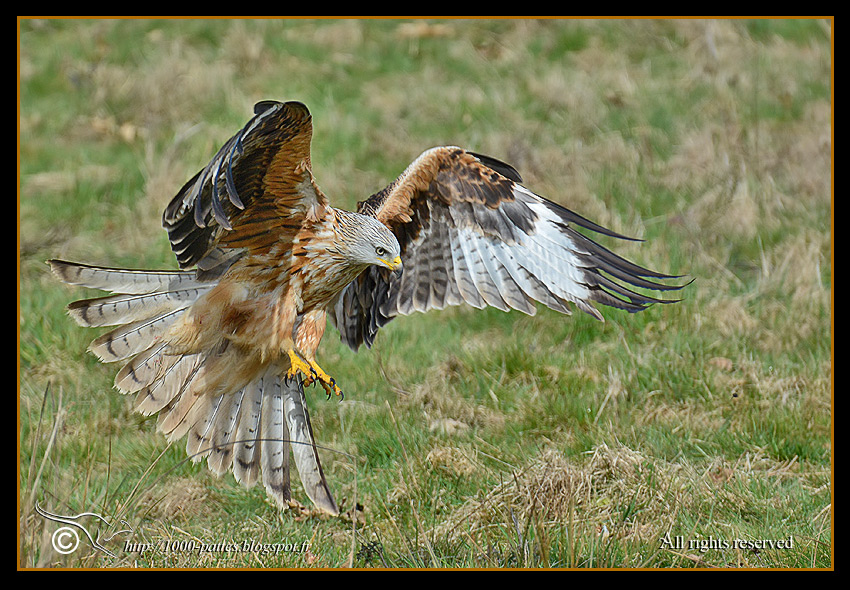 WILDLIFE GATEWAY: Le Milan royal en vol