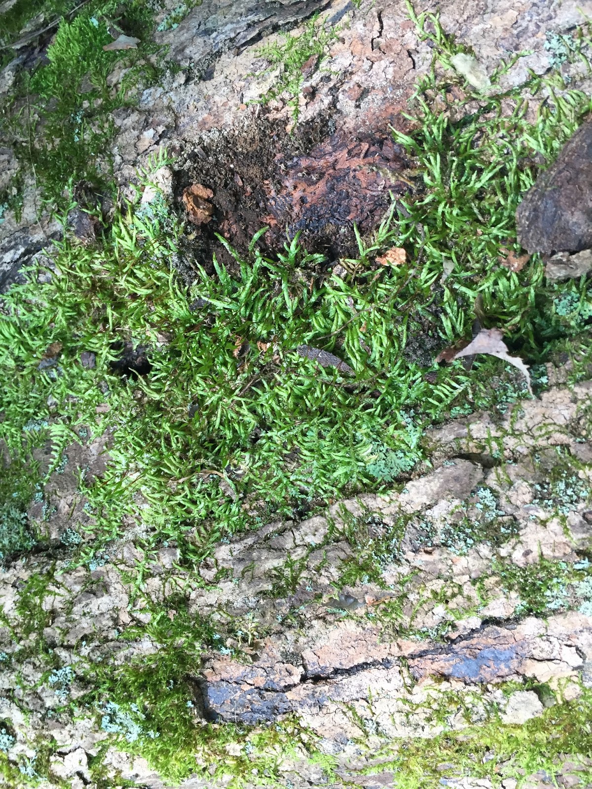 Non-vascular Plants: Specimen #8: Entodon seductrix