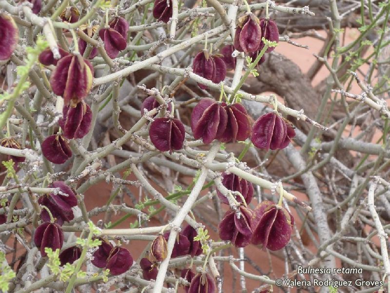 Argentina nativa: Retamo (Bulnesia retama)