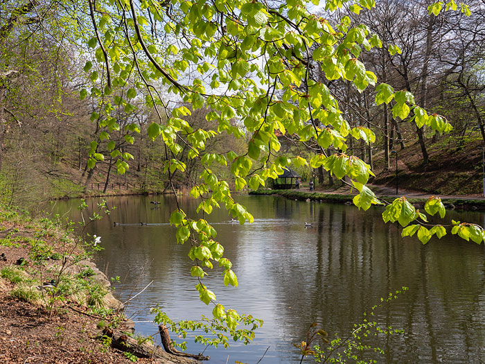 Kråkvinklar: Vårbilder