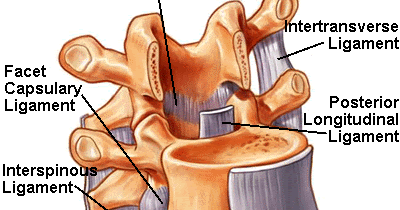 Stop My Backache: Ligaments and Tendons