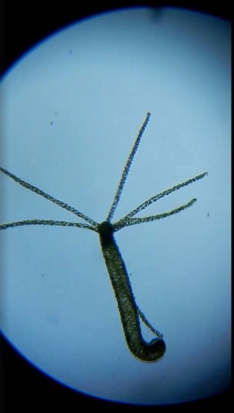 Découvertes Naturalistes: La nature au microscope