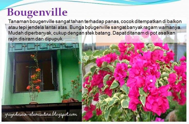 Contoh Taman Tropis: Contoh Taman Tropis - Tropical Garden Inspiration