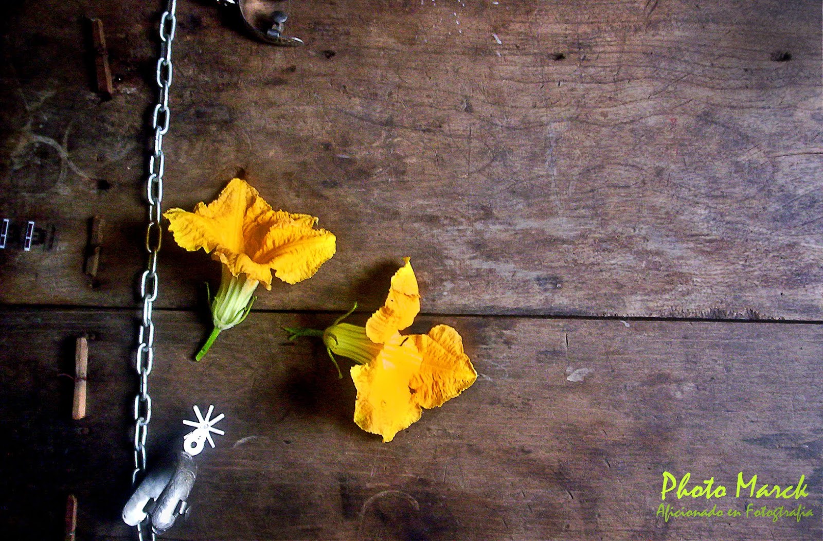 Vistazoo : producciones