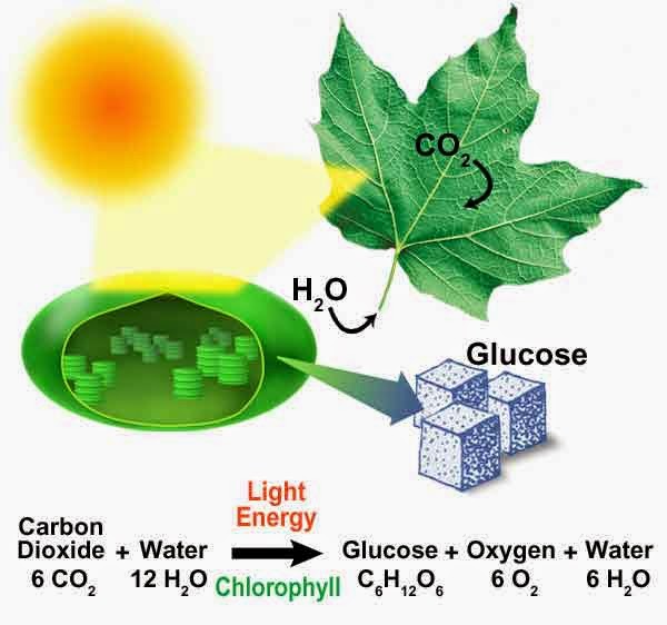 Ω Apa Pengertian & Bagaimana Cara Kerja Fotosintesis? ≫ Sains!