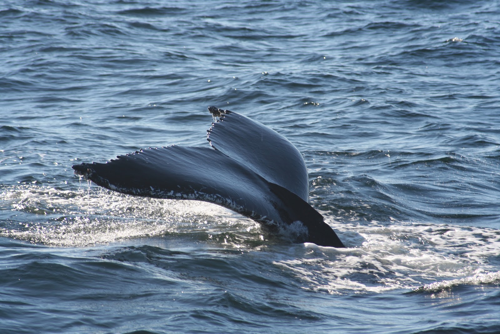 Pine Lake: The Blog: Whales!