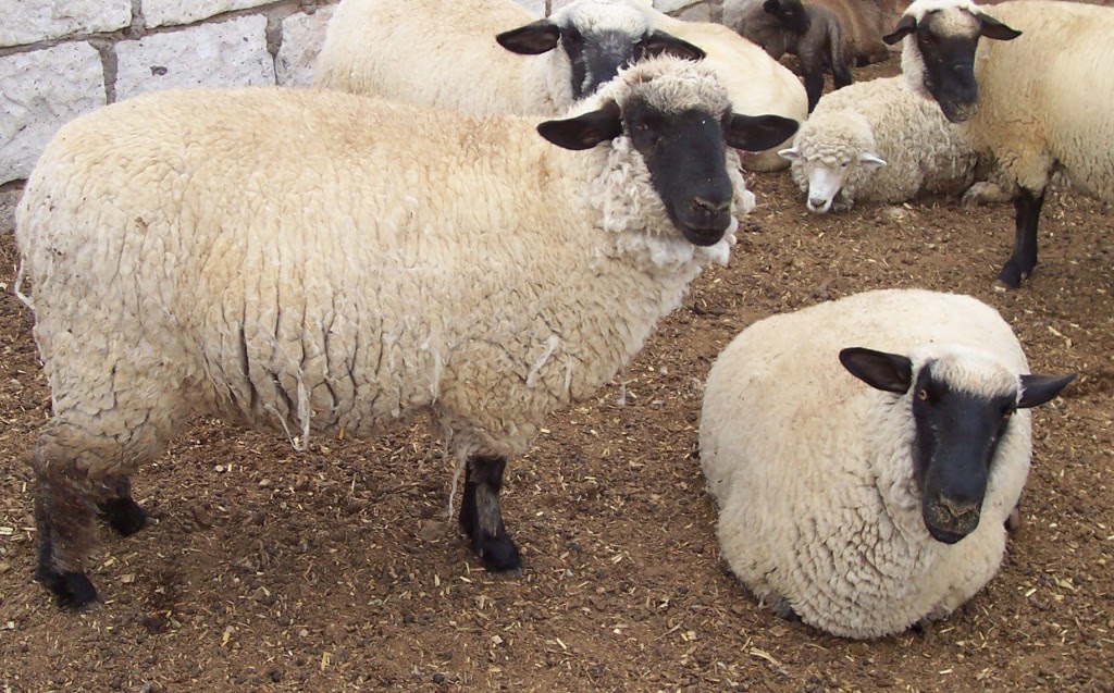 LOS ANIMALES DE LA GRANJA: LA OVEJA