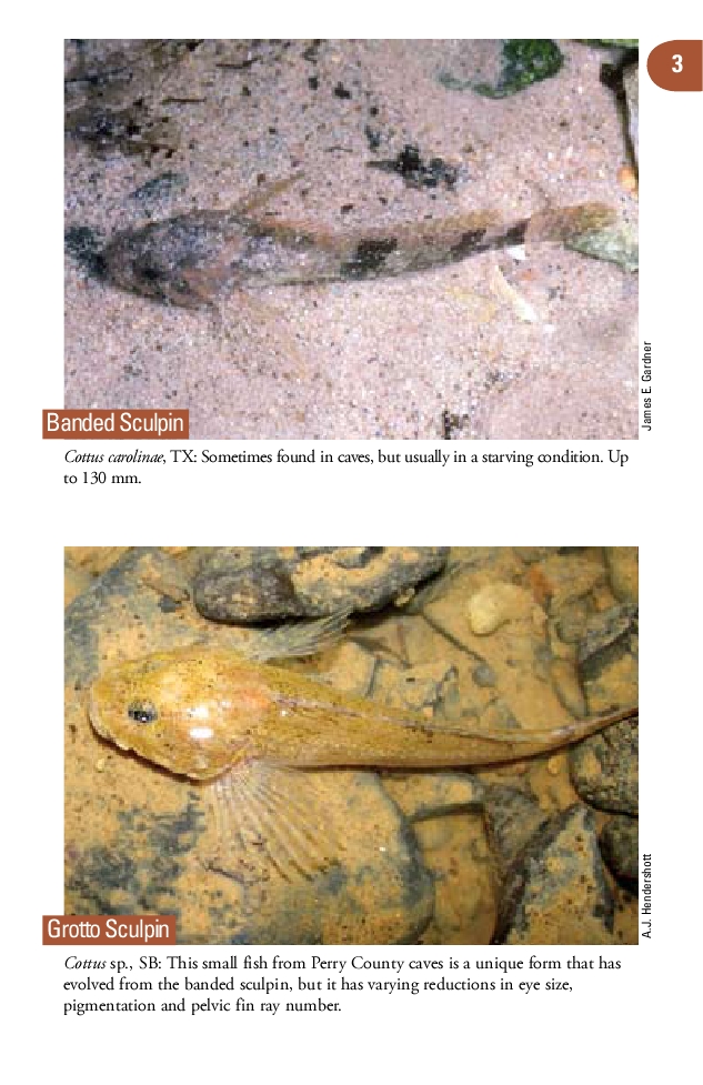 espeleobloc: A guide to Missouri's cave life.