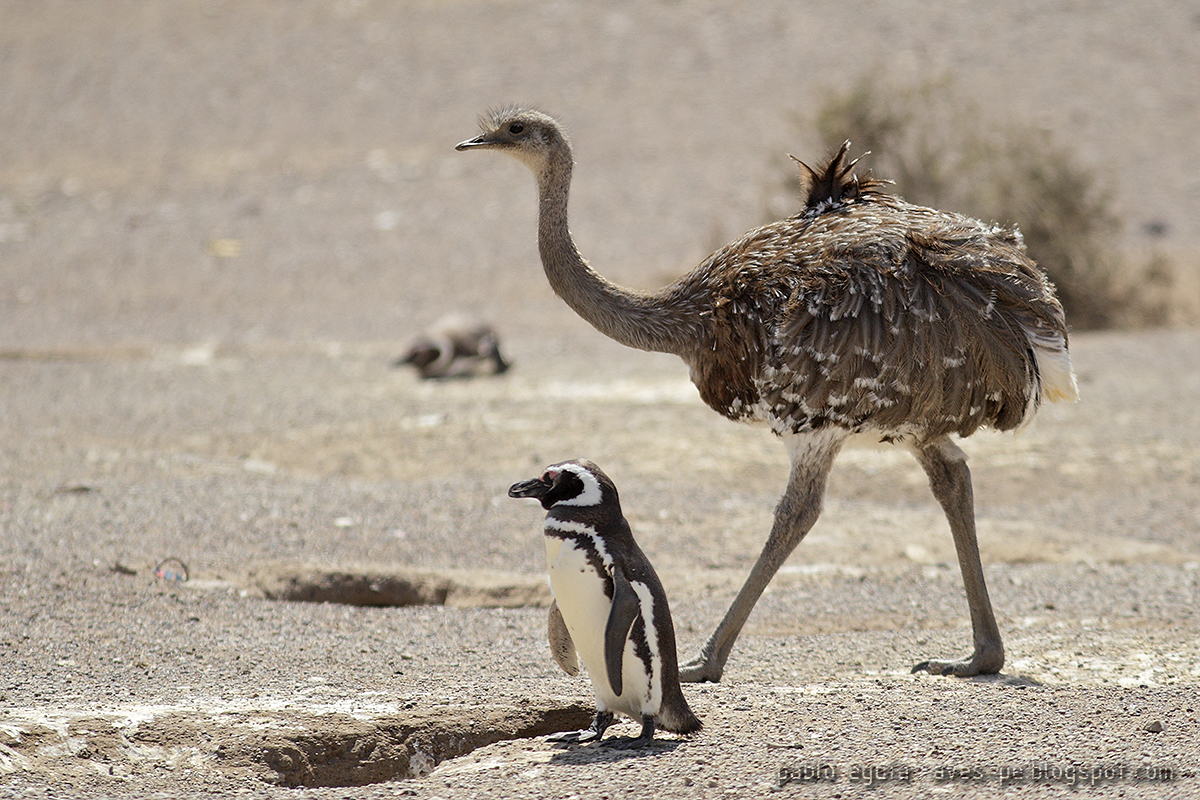 mis fotos de aves: Rhea pennata Choique Lesser Rhea