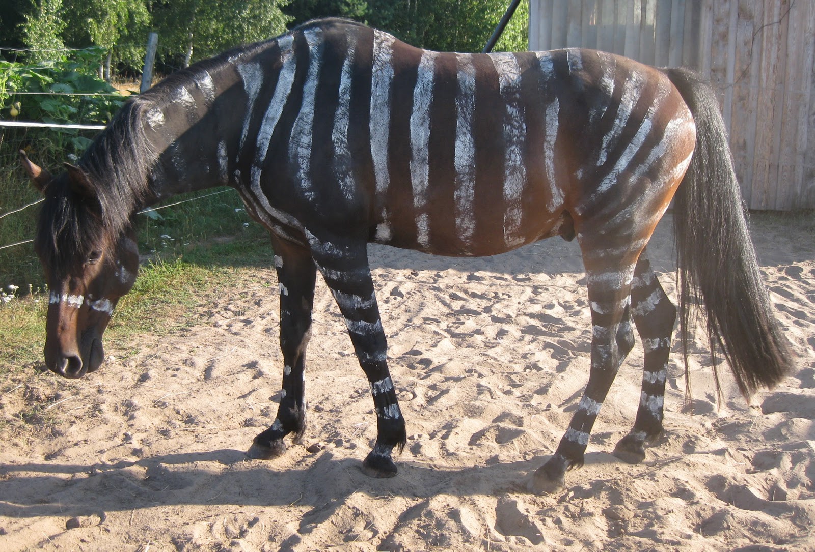 Blog von www.fühlend-reiten.de: Neuer Trend ? - Zebra - Look