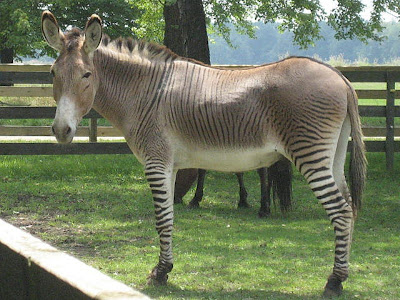 Quagga : half zebra, half horse (extinct since 1883) ~ Amazing World Online