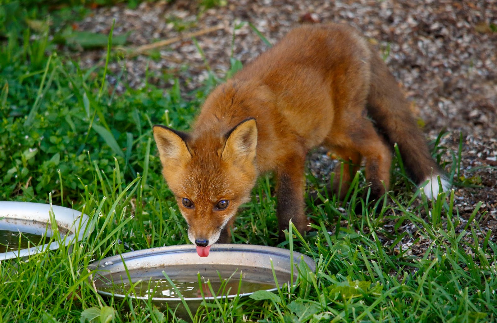 Skaumann: Mikkel Rev på nye eventyr