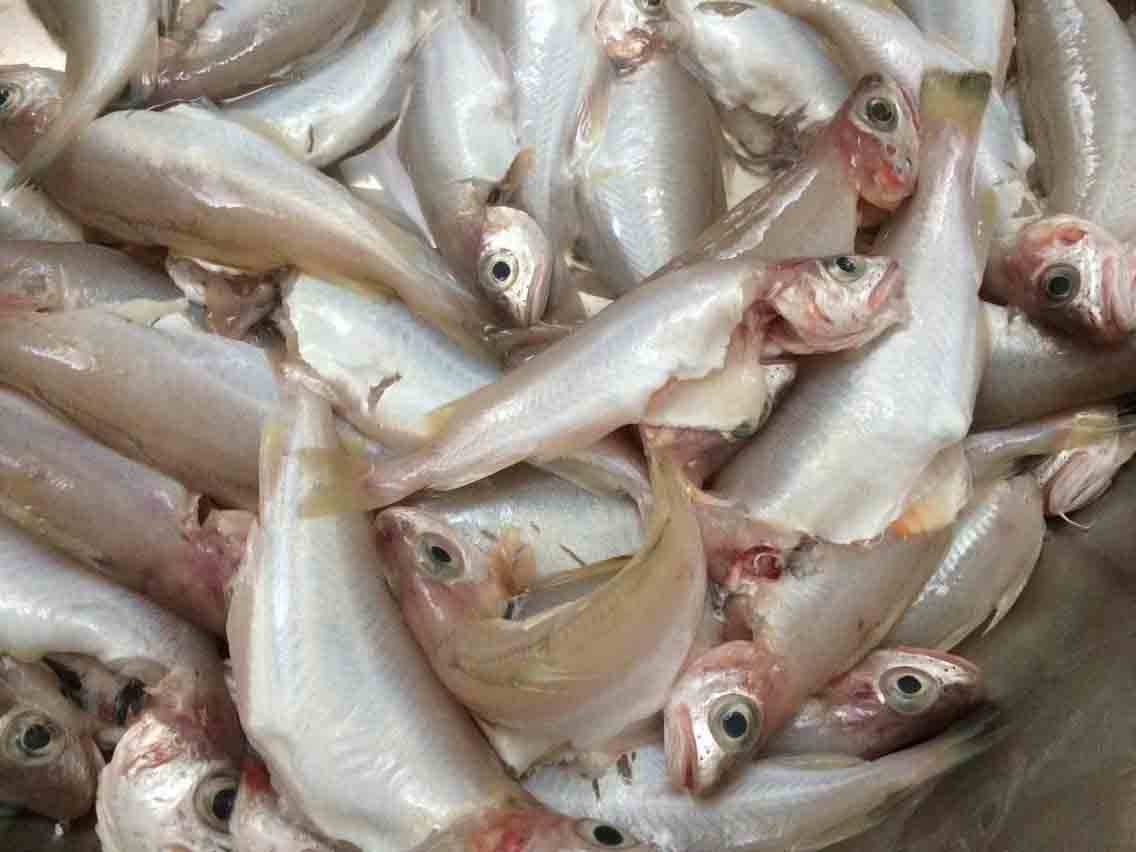 Me sabe a Málaga: Fanecas fritas