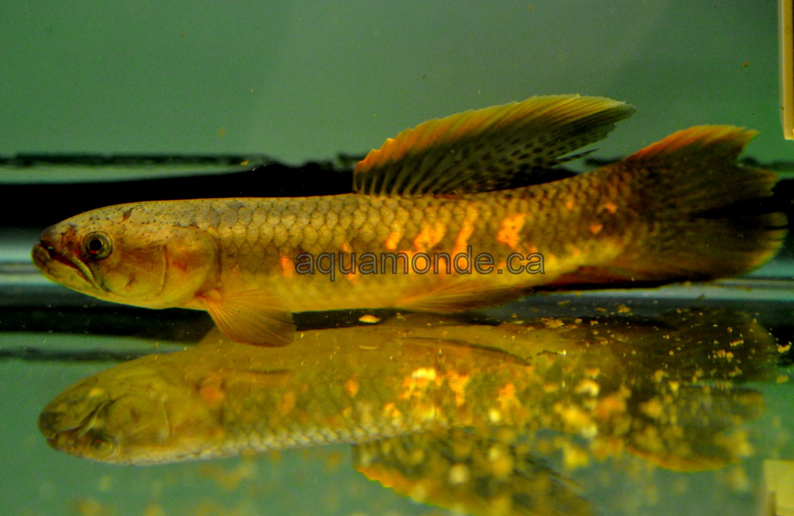 AQUAMONDE: Rainbow Wolf (Shuyo)