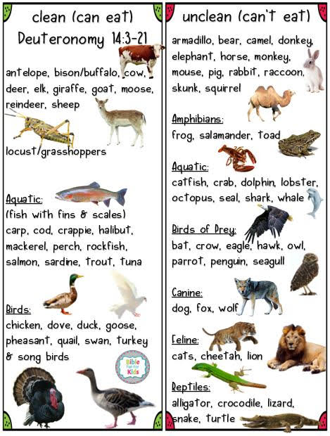 Bible Fun For Kids: Cornelius & Peter’s Vision