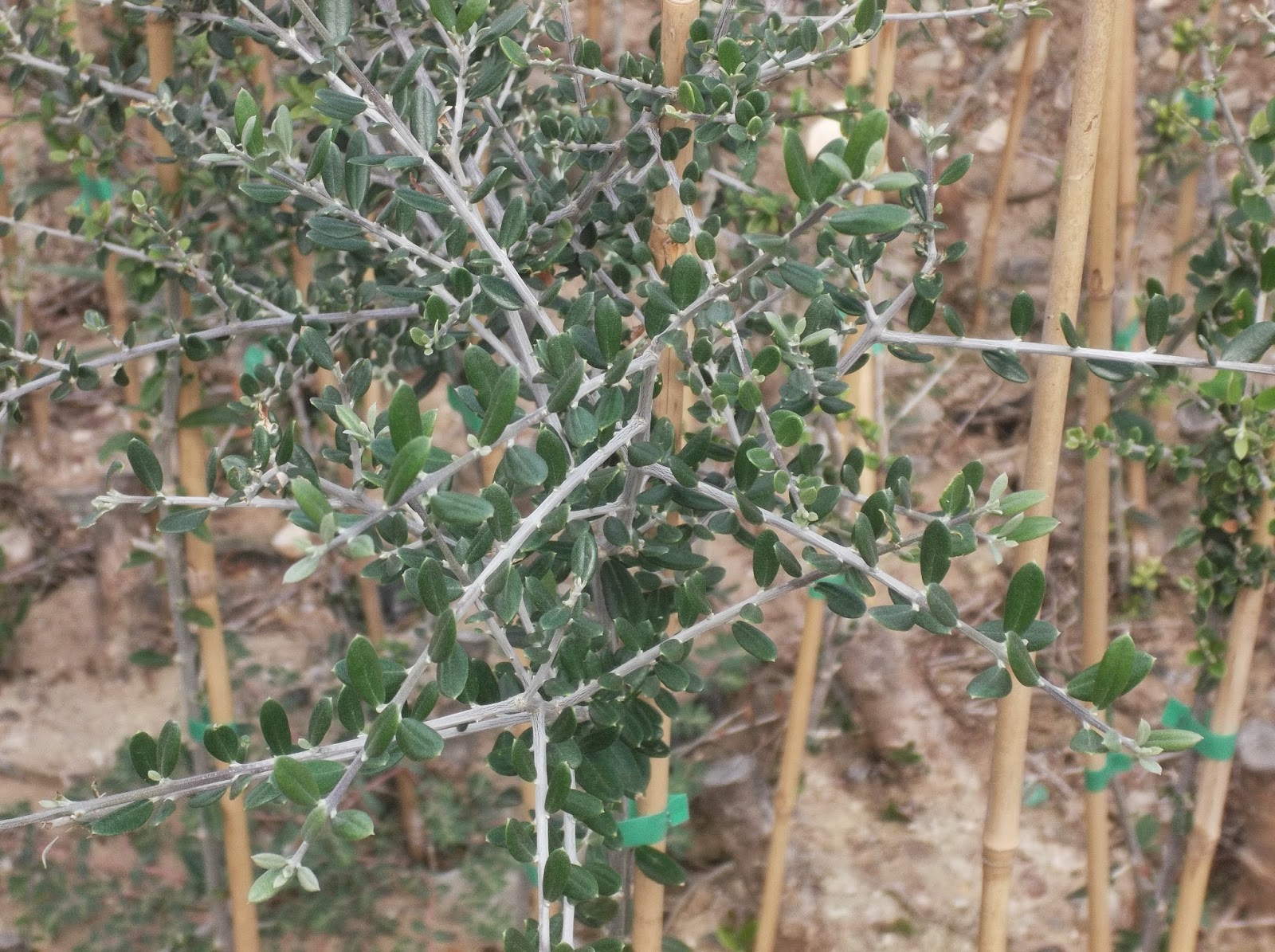Ελιές και λάδι ελιάς Στερεάς Ελλάδας , Greek olive oil: ΔΙΑΔΙΚΑΣΙΑ ...